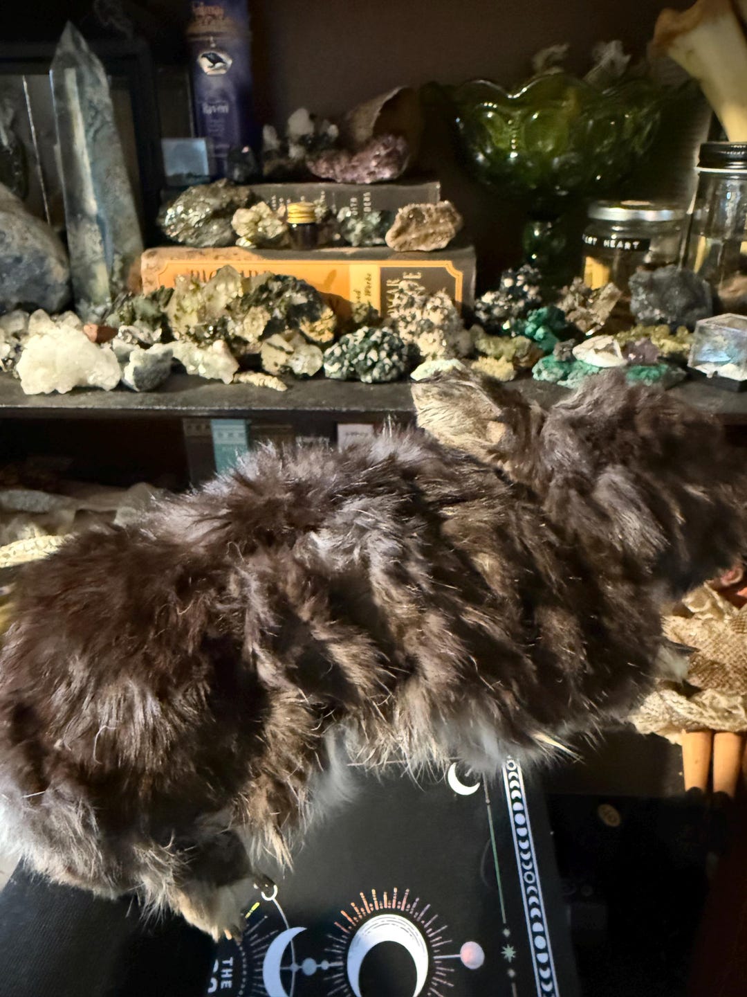 Mummified Rabbit Specimen - Etsy