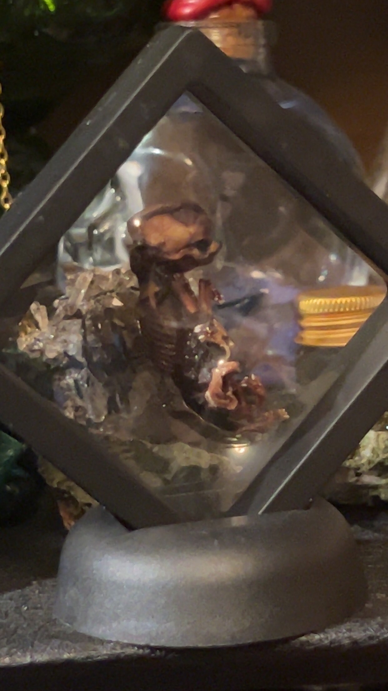 Fetal Mummified Feline Specimen - Etsy