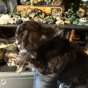 Mummified Rabbit Specimen - Etsy