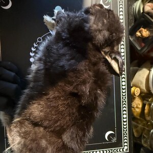 Mummified Rabbit Specimen - Etsy