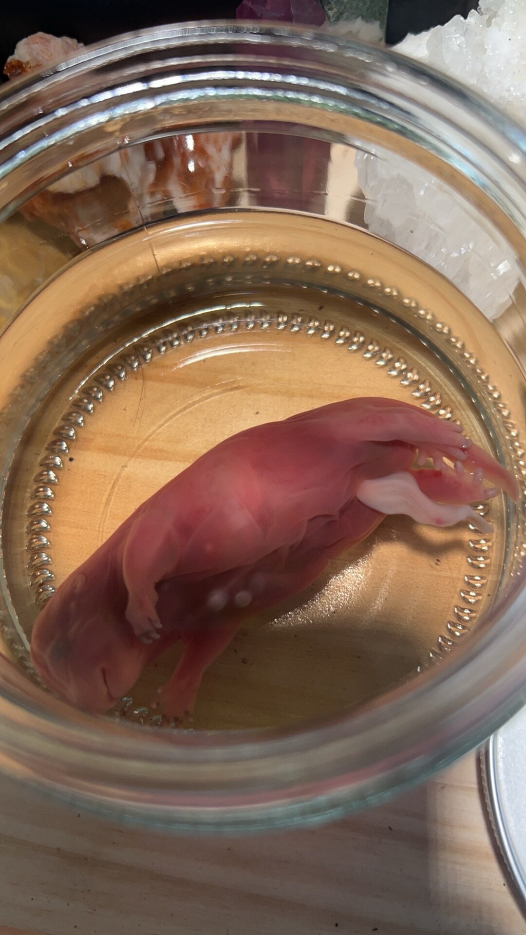 Fetal Beaver Wet Specimen - Etsy