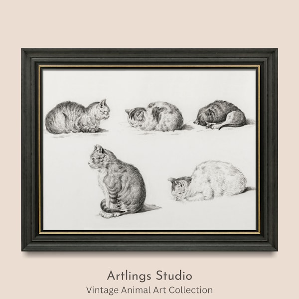 Cat Study Drawing - Etsy
