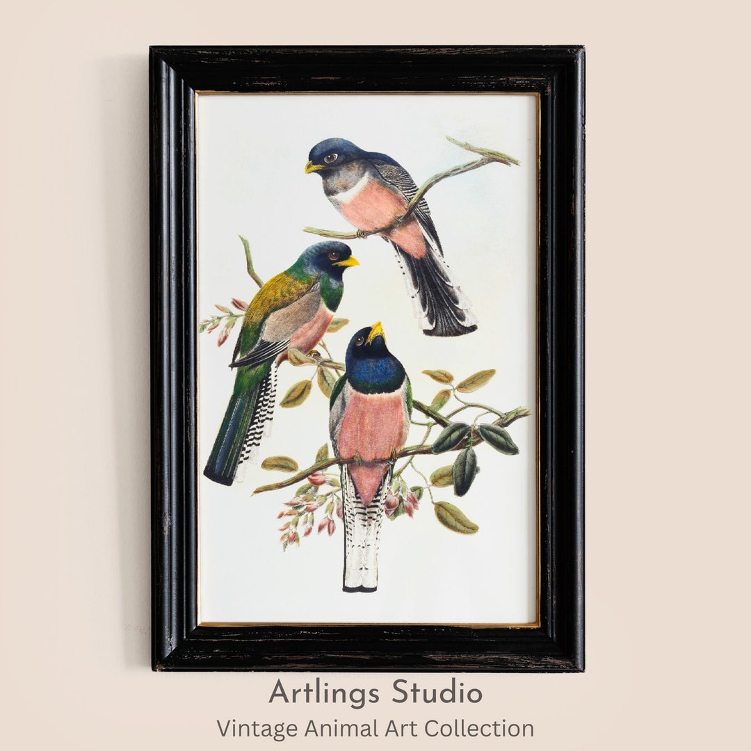 Nineteenth Century Print of Trogan Variegatus Vintage - Etsy