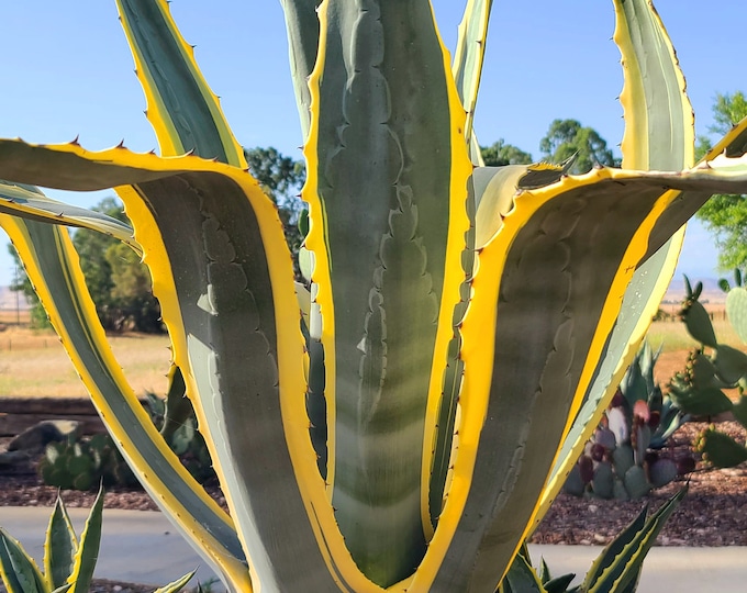 Agave Murpheyi "rodney" (variegated Agave) Murphy Agave Tough Well ...