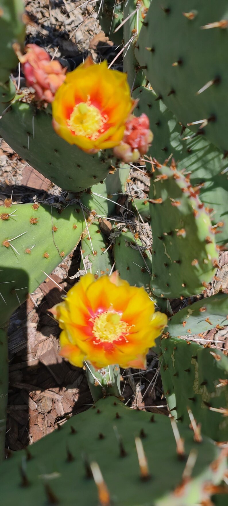 Engelmann's Prickly Pear Cactus Paddle Cutting: Drought-resistant ...