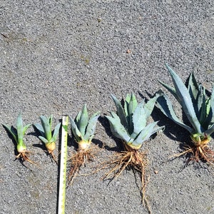 Blue Agave Americana Century Plant - FREE SHIPPING - Etsy