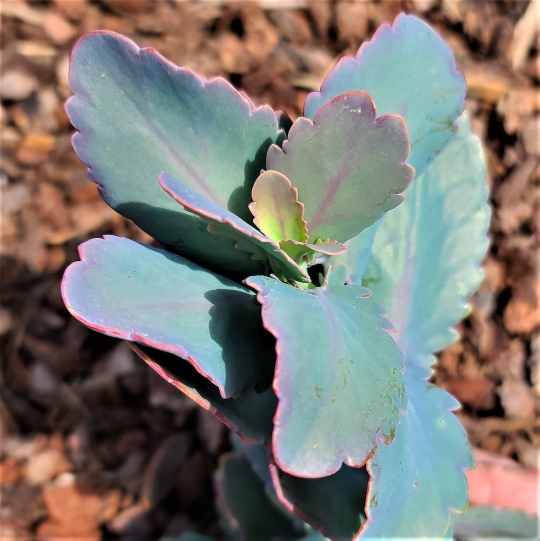 Sows Ear, Pigs Ear, Succulent - Etsy