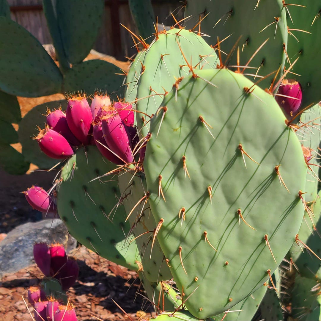 Engelmann's Prickly Pear Cactus, Prickly Pear Juice/jelly, Abrojo, Vela ...