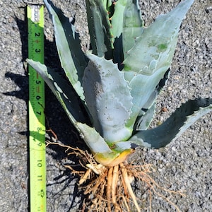 Blue Agave Americana Century Plant (bare Root) - Etsy