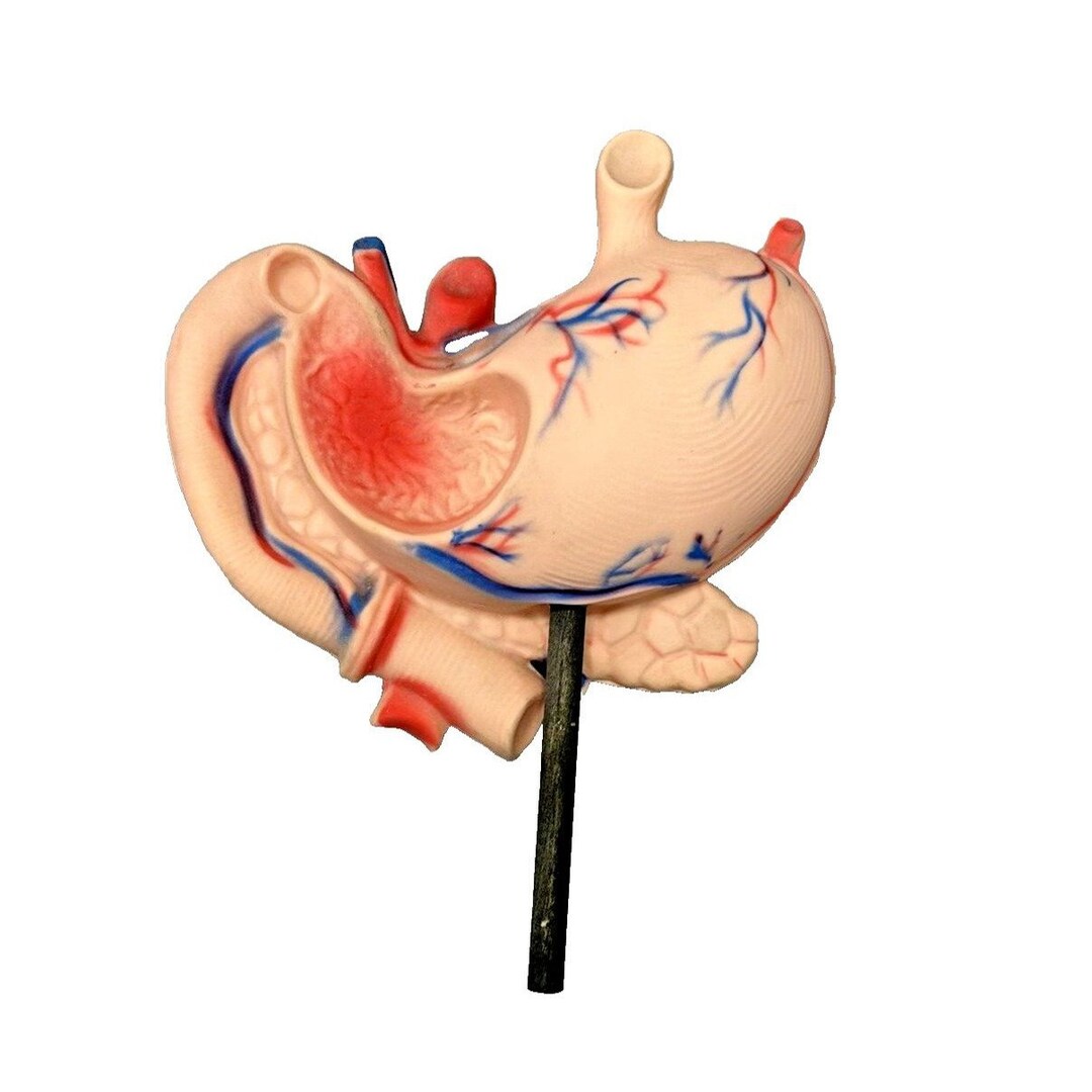 Human Stomach on a Stick Vintage Anatomical Medical Model Veins ...