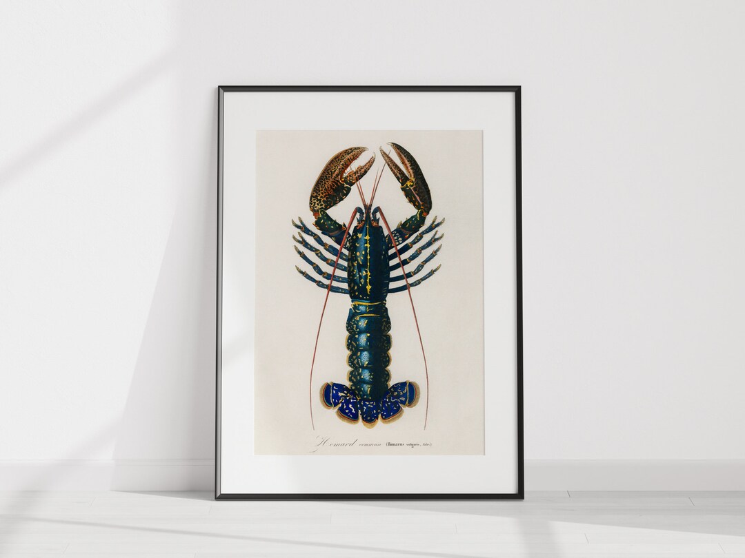 Common Lobster Illustration by Charles Dessalines D' Orbigny Giclee ...
