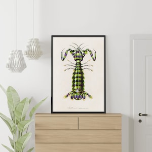 Giant Mantis Shrimp by Charles Dessalines D' Orbigny Giclee Print ...