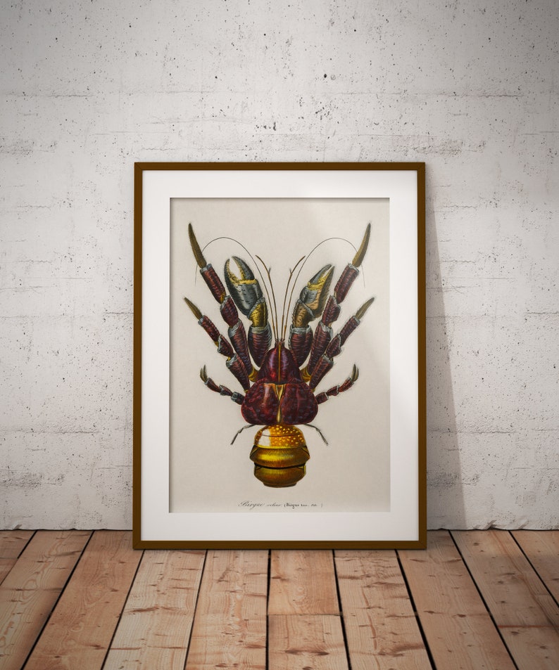 Coconut Crab Illustration by Charles Dessalines D' Orbigny Giclee Print ...