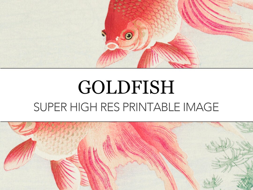Goldfish Print: Vintage Japanese Zen Art by Ohara Koson (digital ...