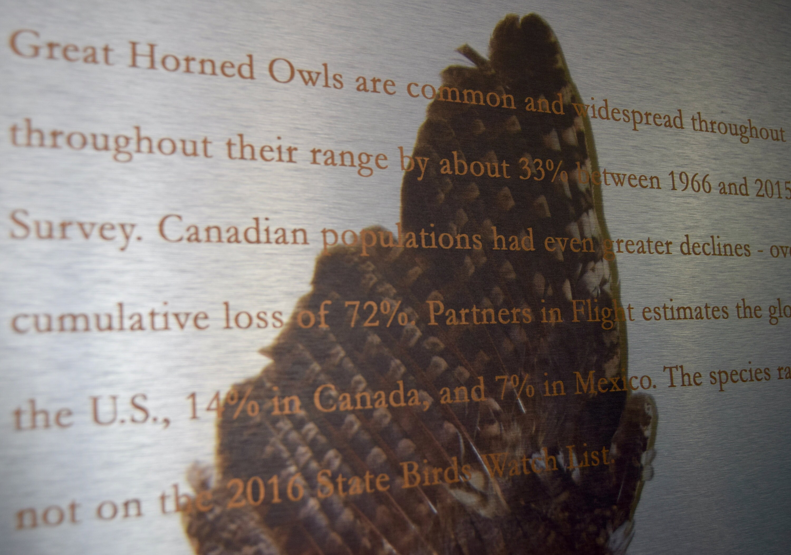 The Owl, Conservation Art Presented in Photo Collage Featuring Great ...