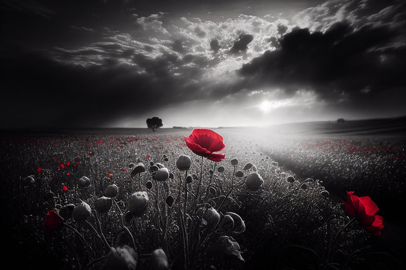 Monochrome Poppy Field Digital Wall Art Printable Black and White ...