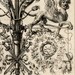 1500's Grotesque Engraving Museum Grade Art Reproduction - Etsy