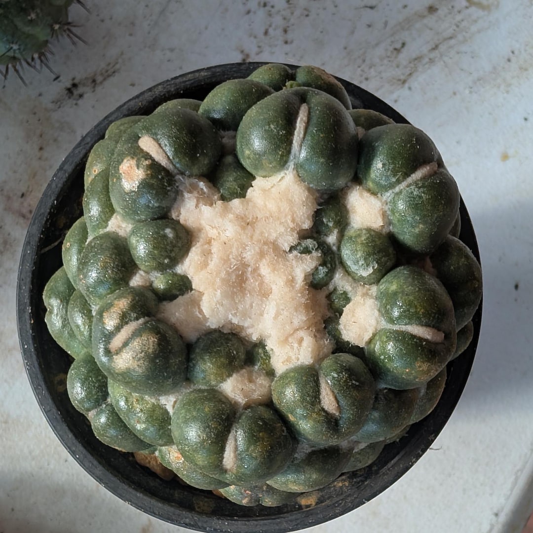 Coryphantha Elephantidens Inermis Spineless Cacti Beautiful Extremely ...