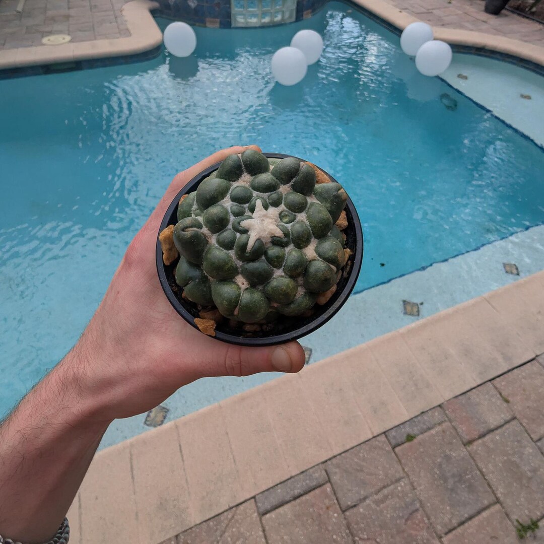 Coryphantha Elephantidens Inermis Spineless Cacti Extremely Rare - Etsy
