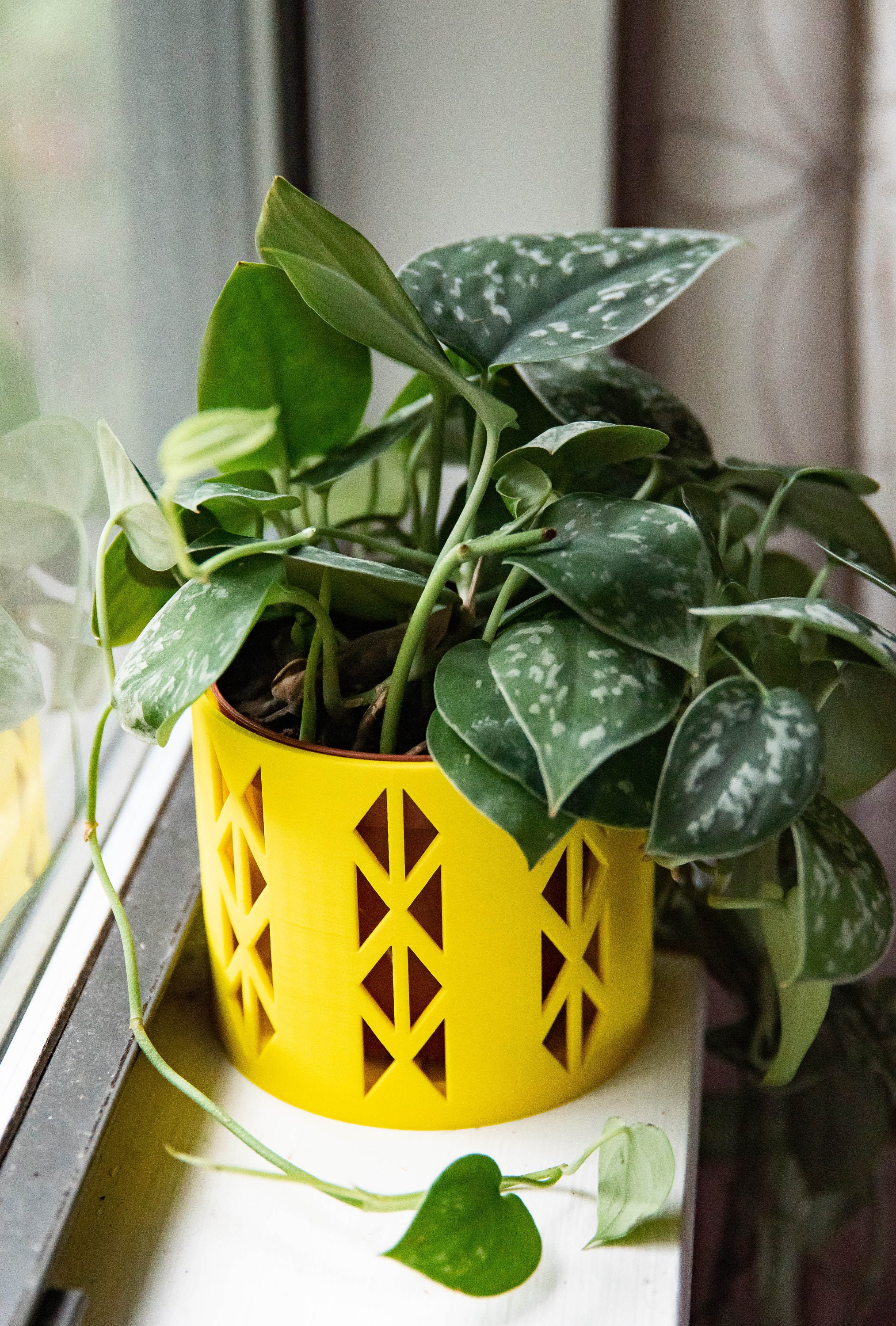 Orchid Triangle Pot/planter for Aroids/tropicals/houseplants, 4-inch ...