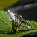 Melchior Ring - Etsy