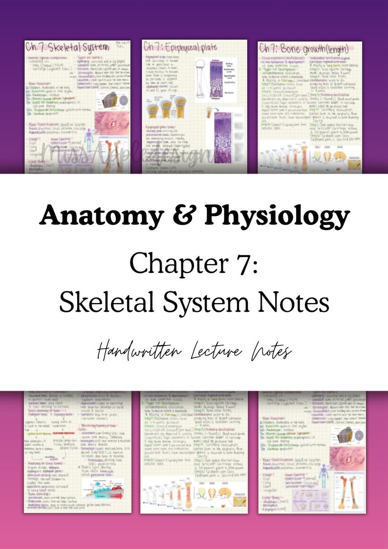 Anatomy & Physiology 1 Skeletal System - Handwritten Lecture Notes - Etsy
