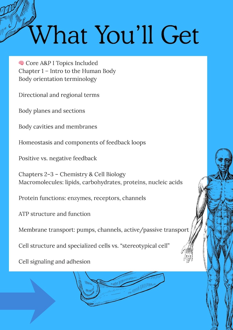 Anatomy & Physiology 1 Ultimate Final Exam Study Guide - Etsy