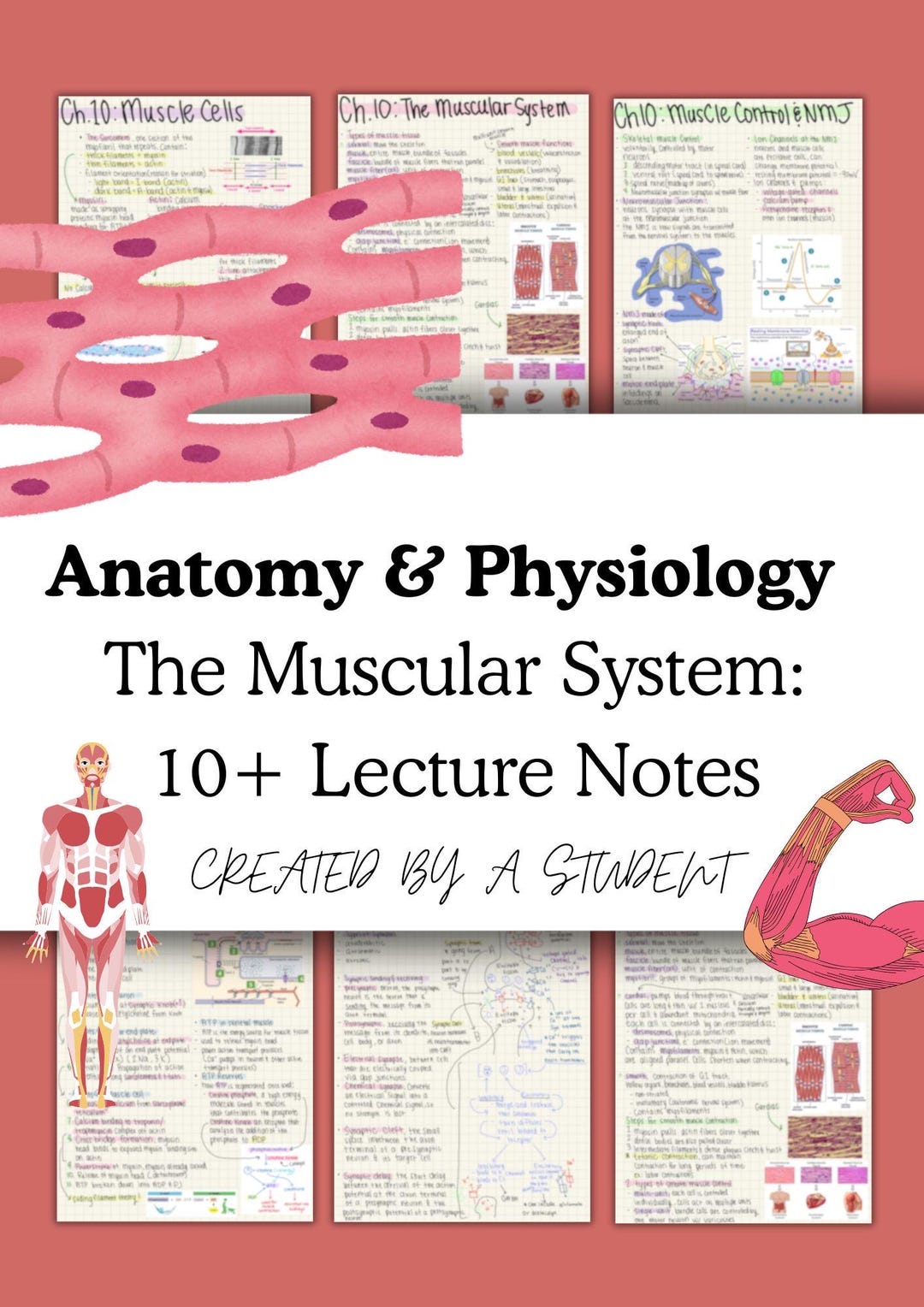 Anatomy & Physiology 1 the Muscular System - Etsy