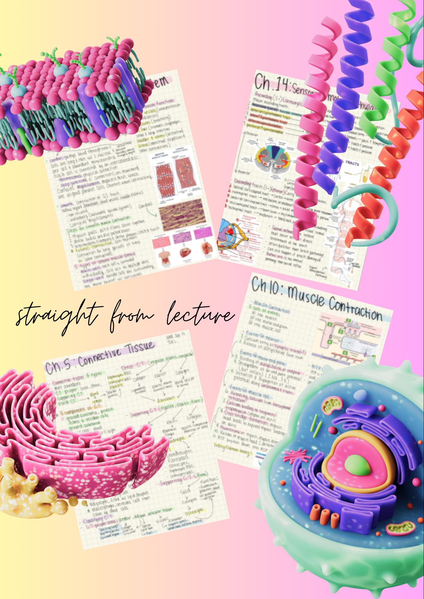 Anatomy & Physiology 1 Ultimate Final Exam Study Guide - Etsy