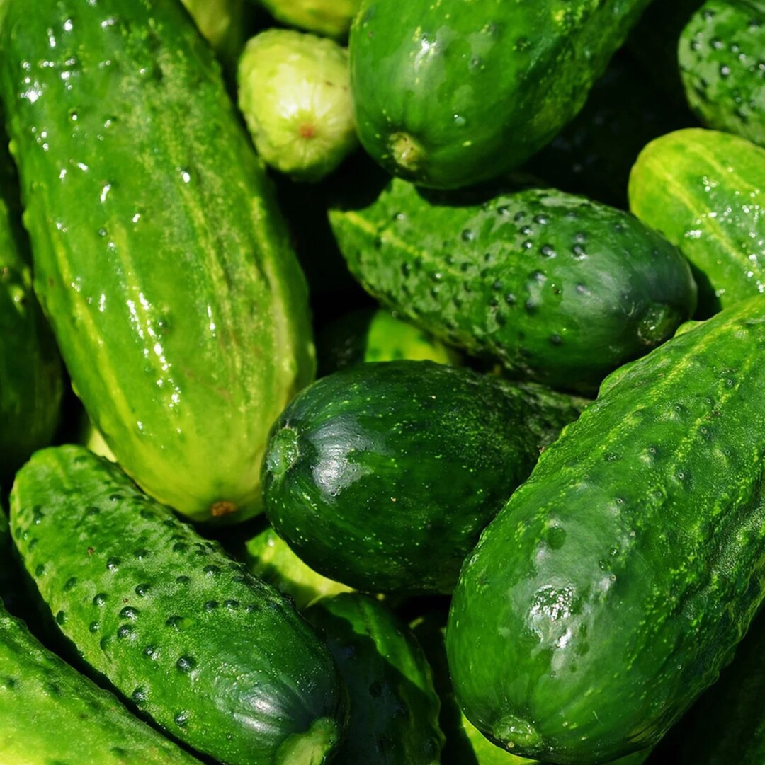 Boston Pickling Cucumber Seeds - Cucumber Plants - Open-pollinated ...