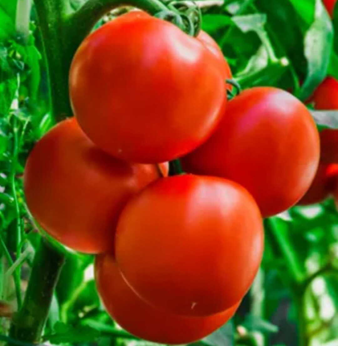 Manitoba Tomato Seeds - Heirloom Seeds - Open Pollinated, Non Hybrid ...