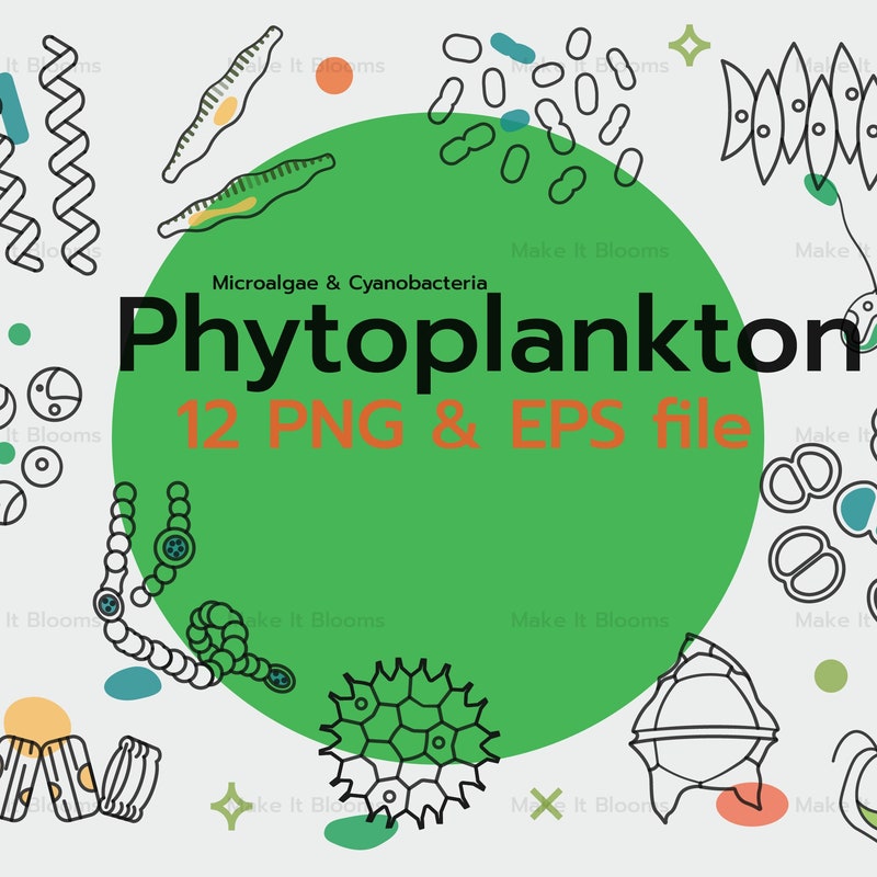 Phytoplankton - Etsy