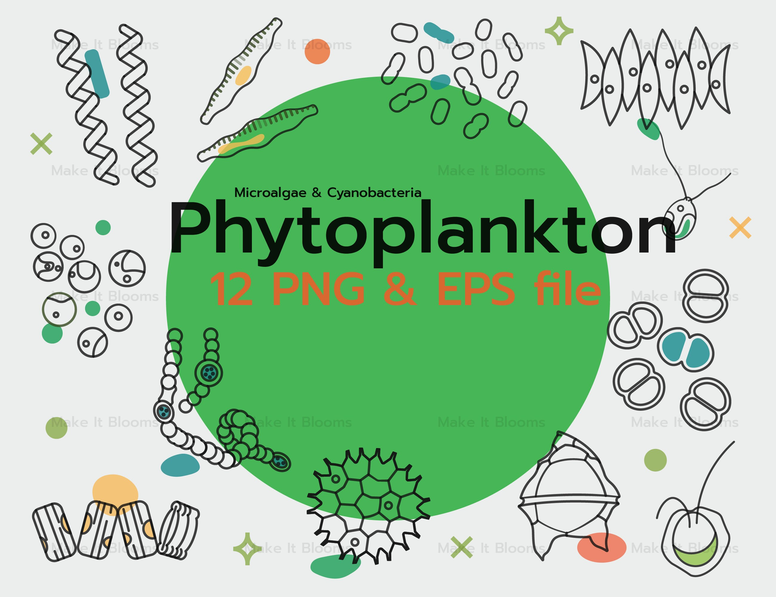 Phytoplankton Clip Art Bundle/ Algae Art/ Microalgae and Cyanobacteria ...
