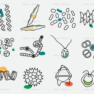 Phytoplankton Clip Art Bundle/ Algae Art/ Microalgae and Cyanobacteria ...