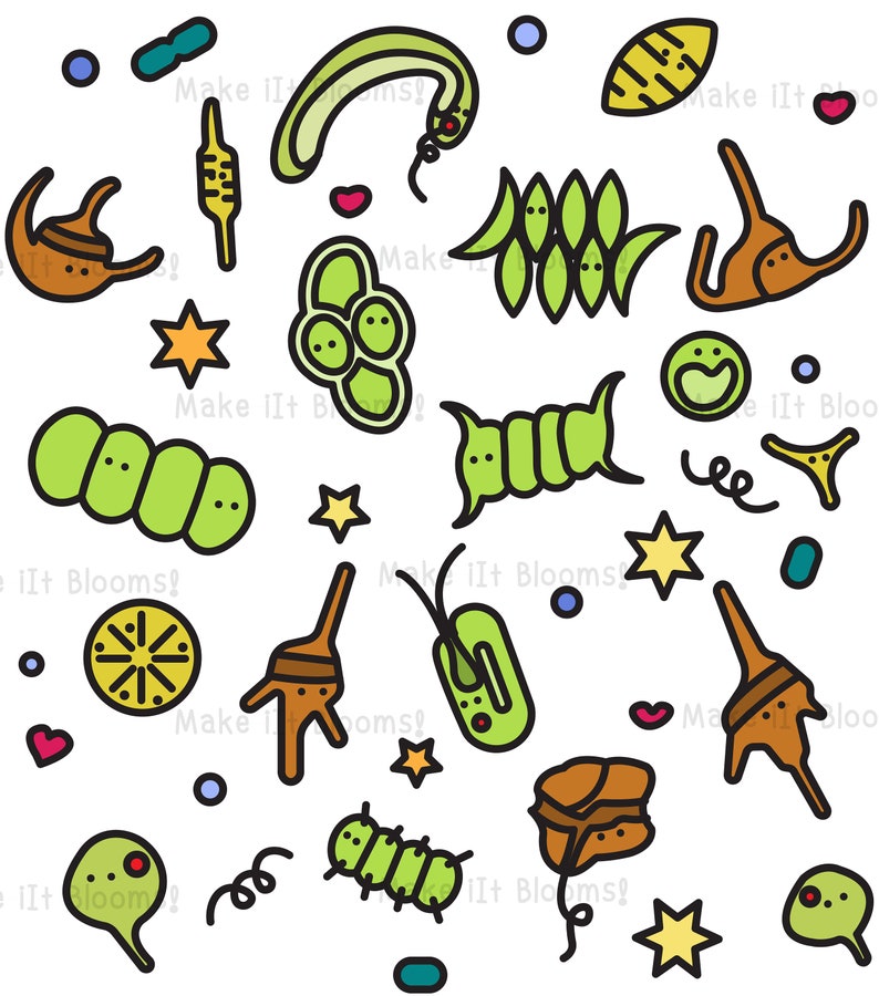 Cute Algae and Plankton Art/ Microalgae and Cyanobacteria Cartoon ...