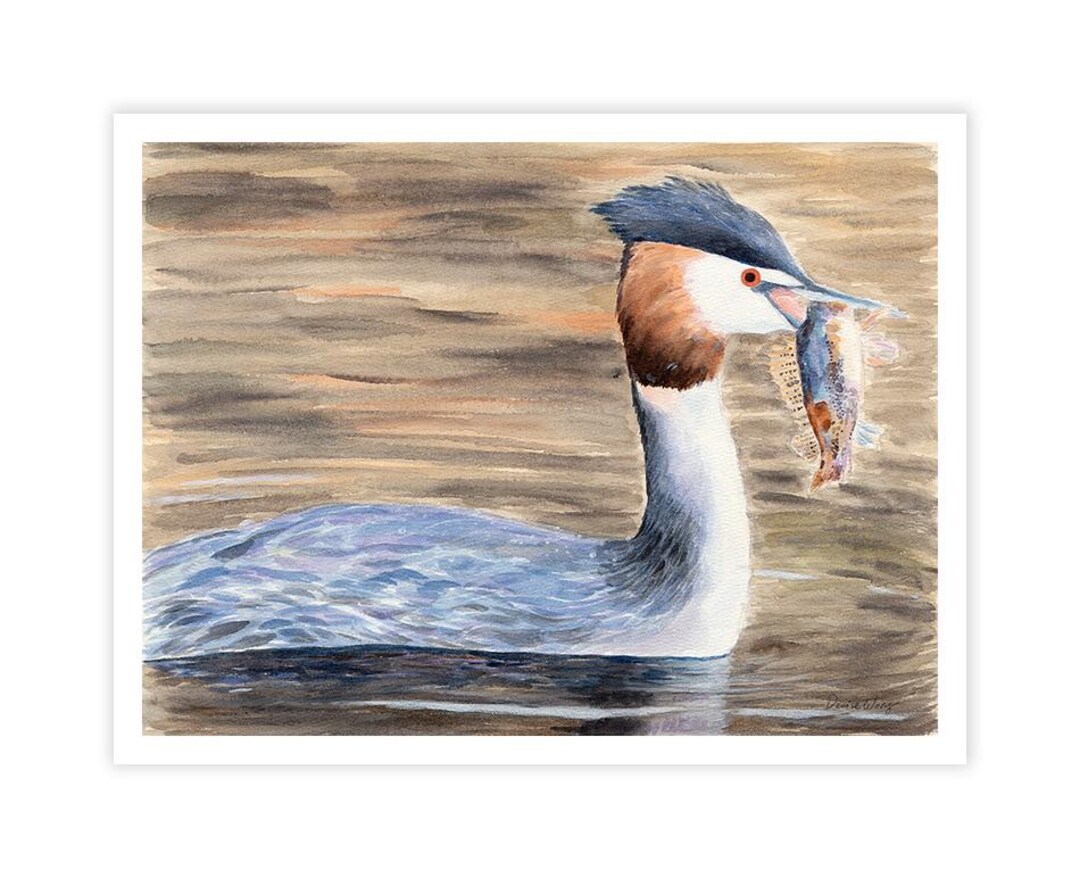 Great Crested Grebe With Fish Art Print / Watercolour Painting / Bird ...