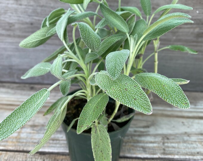 Berggarten Sage - Etsy