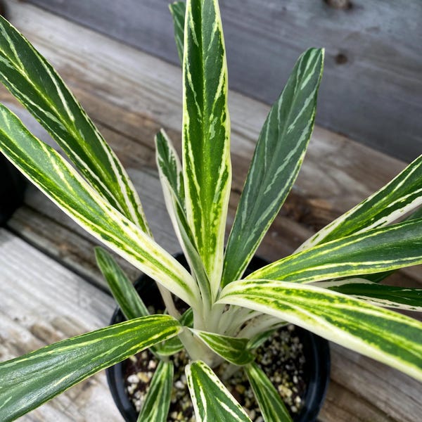 Zebra Feathers - Etsy