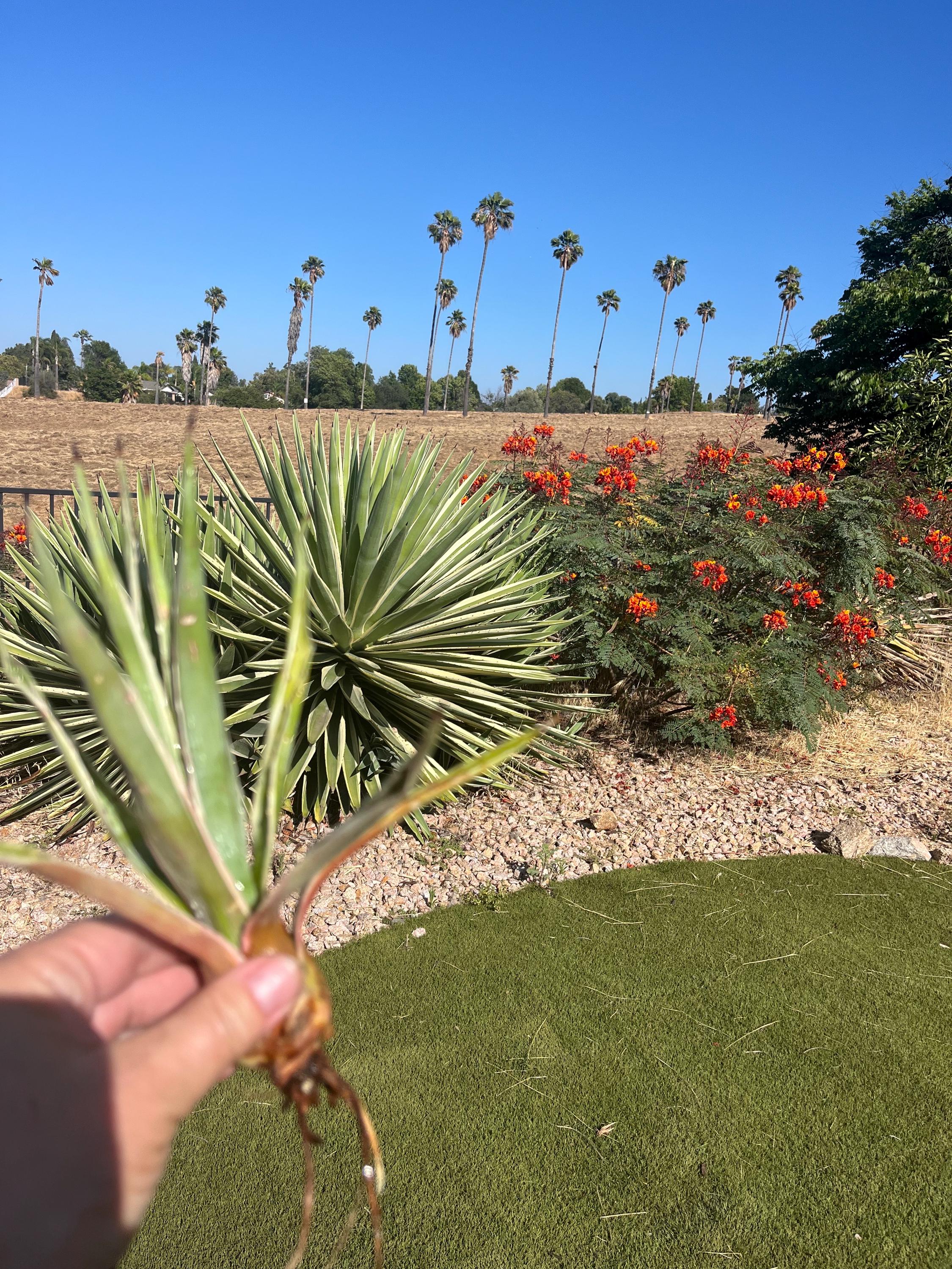 Zone 8, Caribbean Agave Plant, Agave Angustifolia Variegata, 2 Baby ...