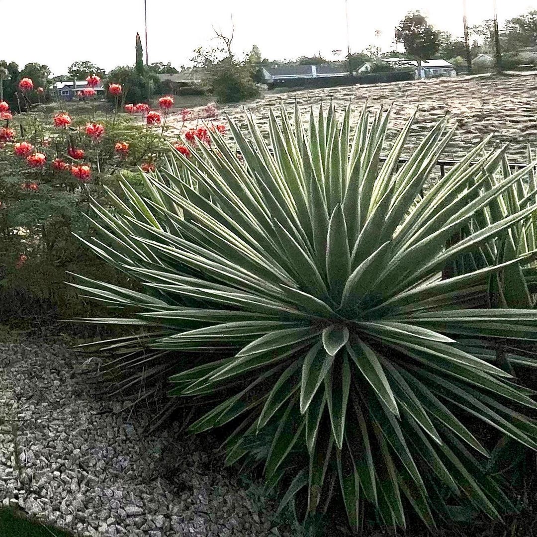 Variegated Caribbean Agave Plant, Agave Angustifolia, Green and White ...