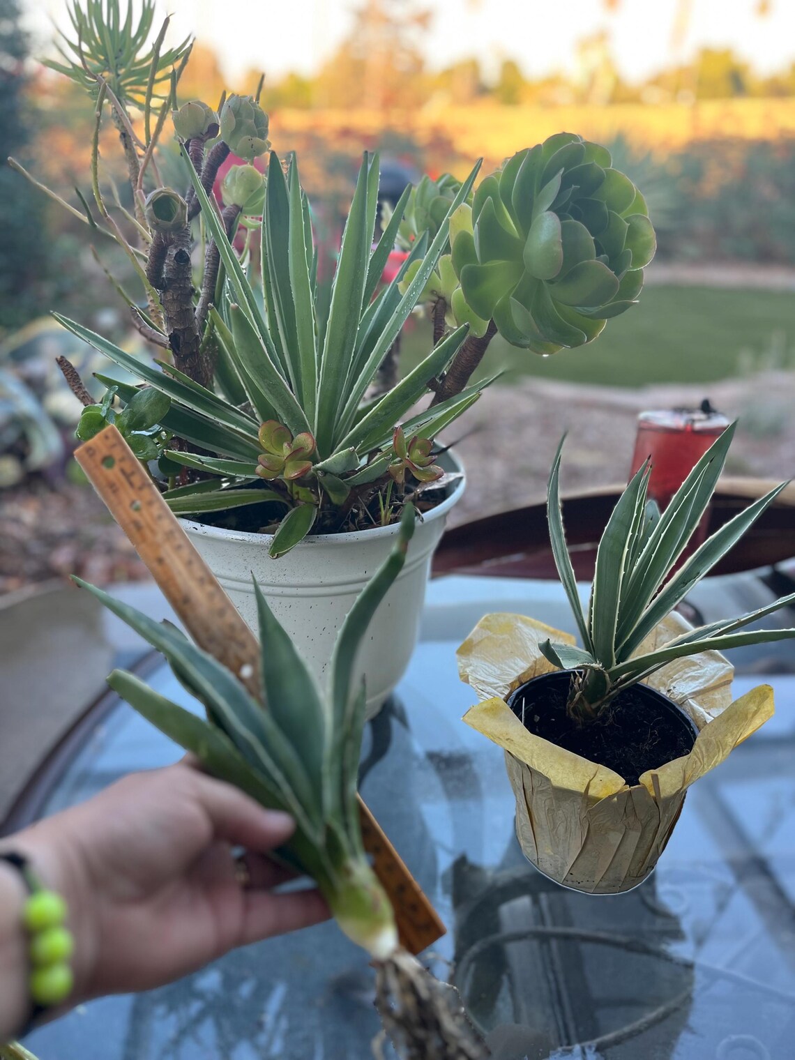 Variegated Caribbean Agave Plant, Agave Angustifolia, Green and White ...