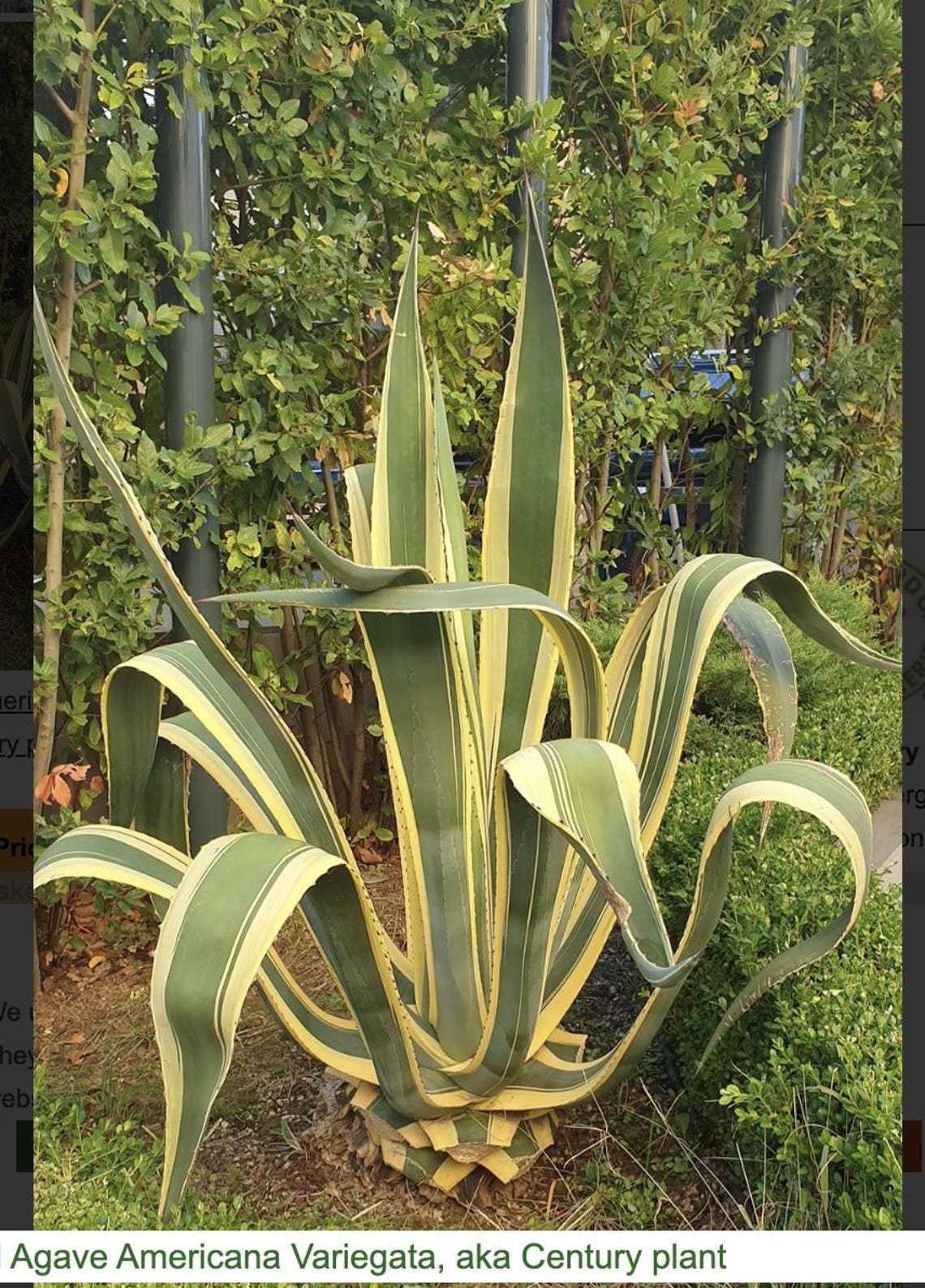 Zone 8 Plant, XL Agave Americana 'marginata' Variegated Century Plant ...