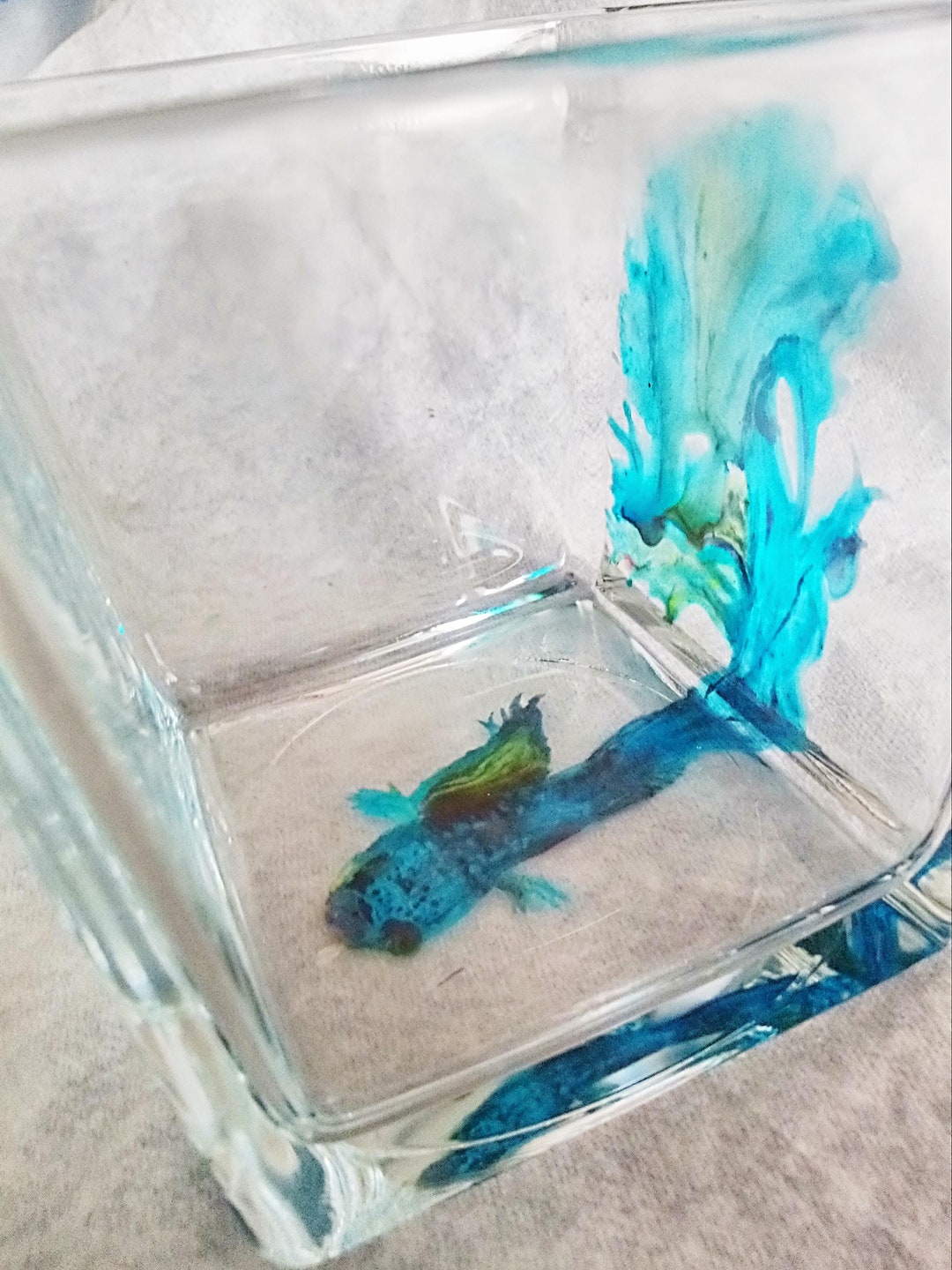 Square Jar, Hand-painted Fighting Fish. Square Decorative Vase. - Etsy