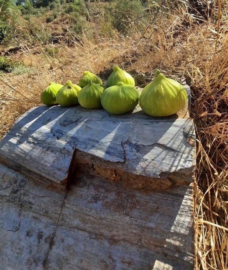 Goklop Fig, Edible Fig Fruit, (ficus Carica) 3 Rooted Fresh Sapling - Etsy
