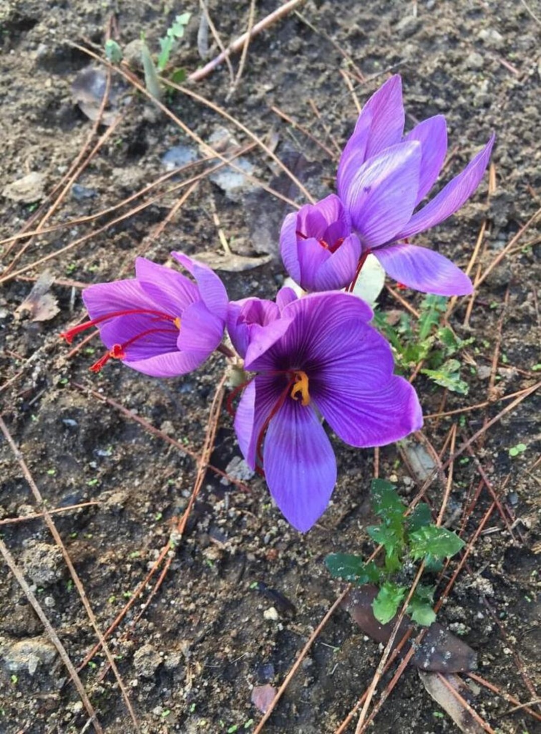 Bulbes de safran Crocus sativus 10 bulbes de safran Fresh Breeder ...