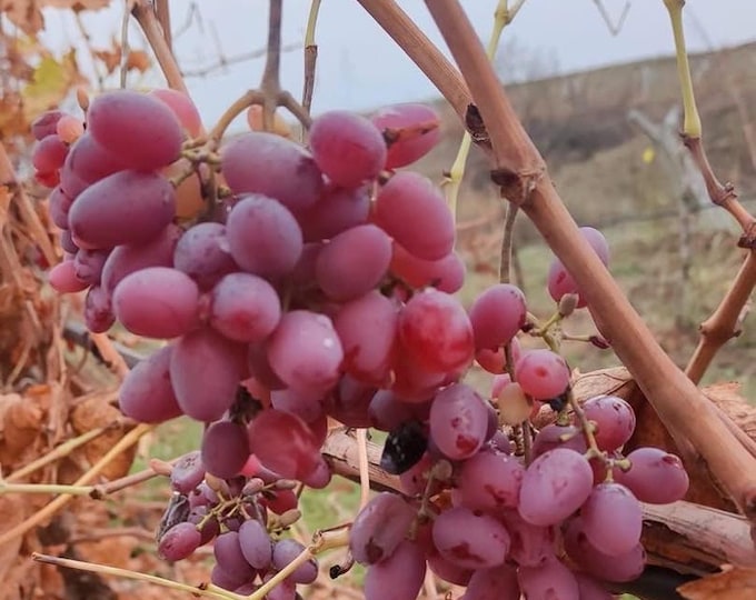 Sugraone - Superior Seedless Grapes 3 Cuttings - Etsy Canada