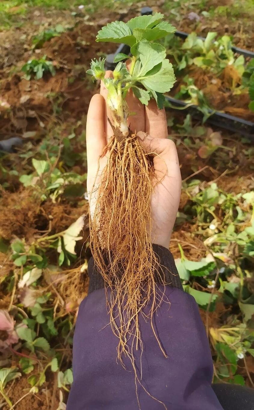 Albion-everbearing-20 Strawberry Sedlings With Open Roots *fragaria ...