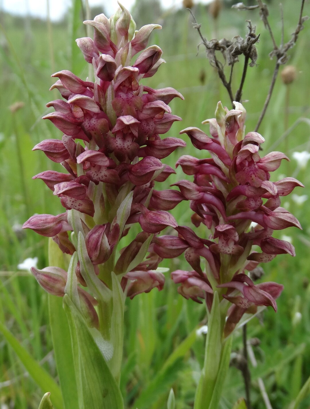 Rice Orchid Flower *orchis Coriophora* 5 Tuber (bulbs) - Etsy