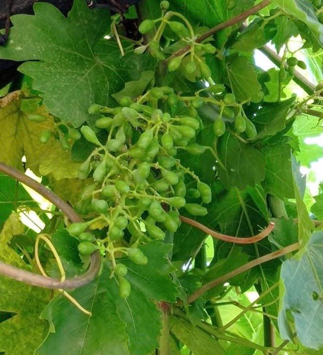 Antep Karasi Seed Grape Sapling_ ''vitis Vinifera'' 3 New Rooted Trees ...