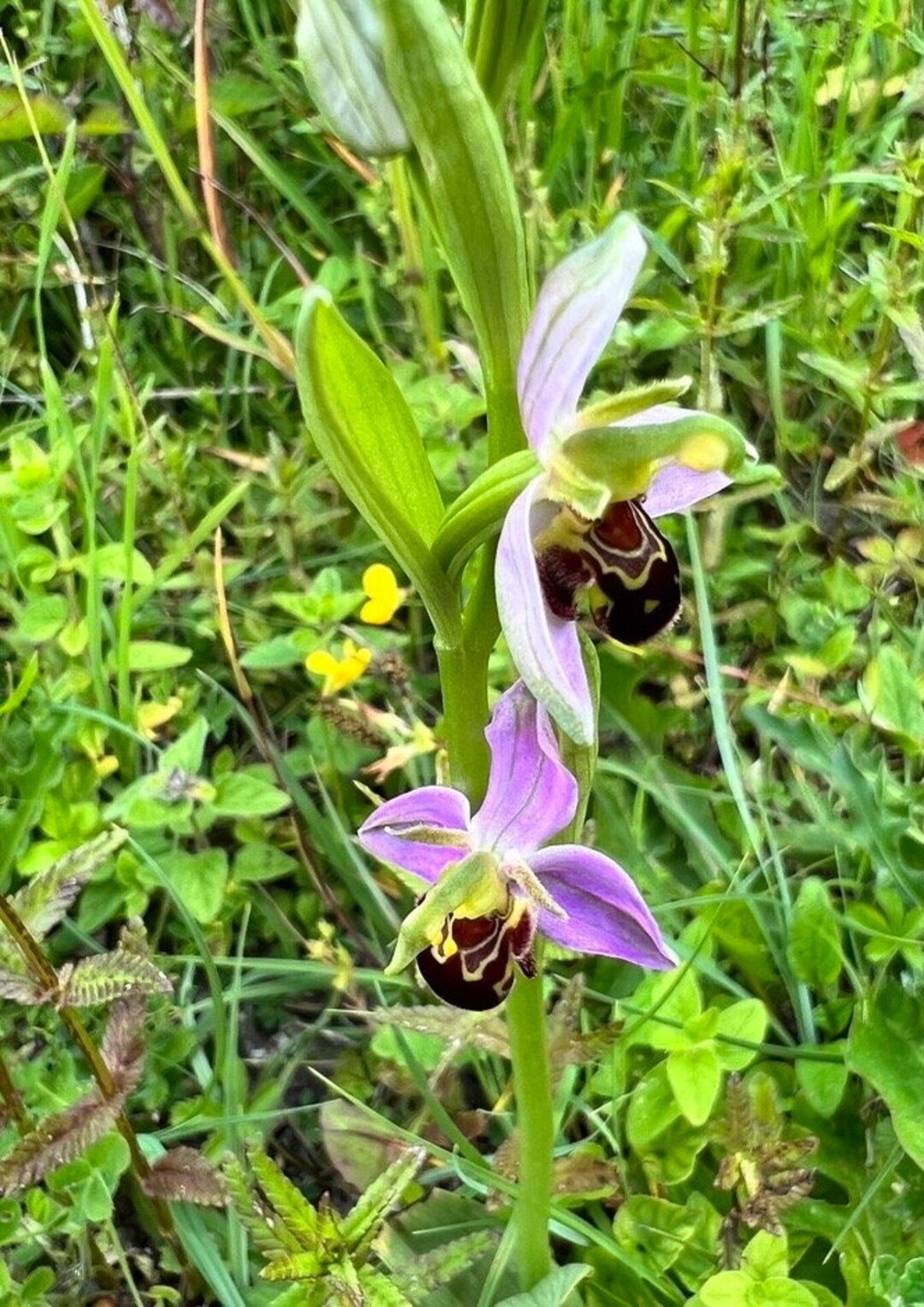 Bee Orchid Flowers ophrys Apifera Plant 7 Bulbs - Etsy